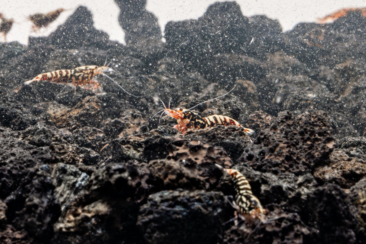Red Galaxy Pinto Shrimp — Buce Plant