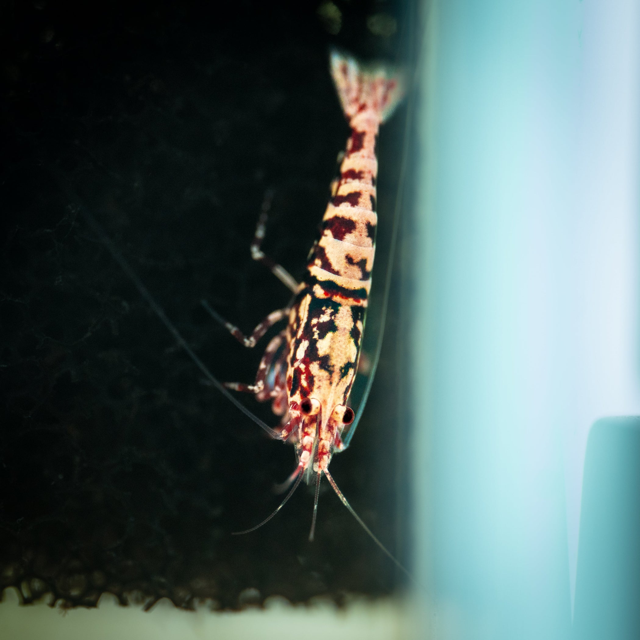Red Galaxy Pinto Shrimp - Buce Plant