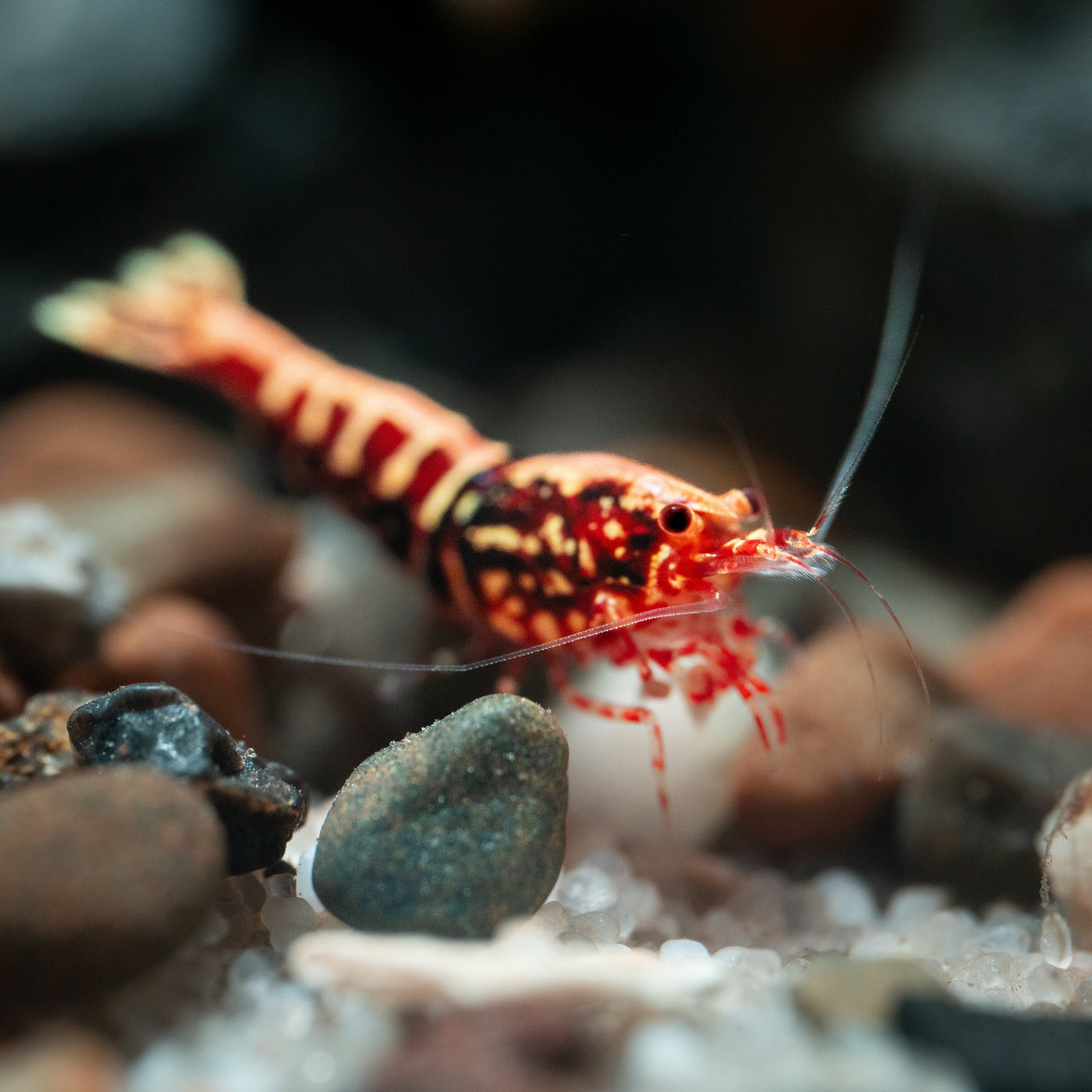 Red Galaxy Pinto Shrimp - Buce Plant