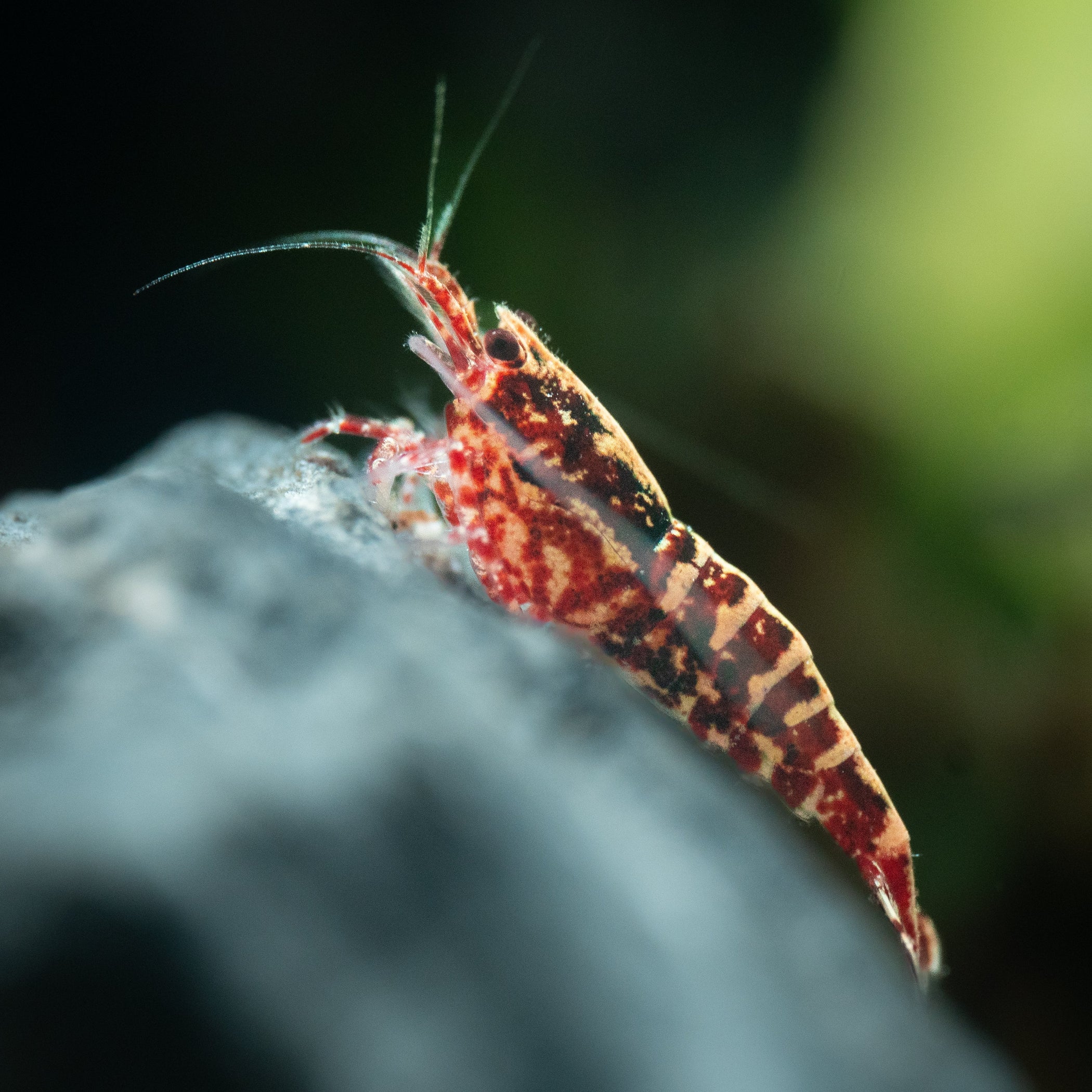 Red Galaxy Pinto Shrimp - Buce Plant