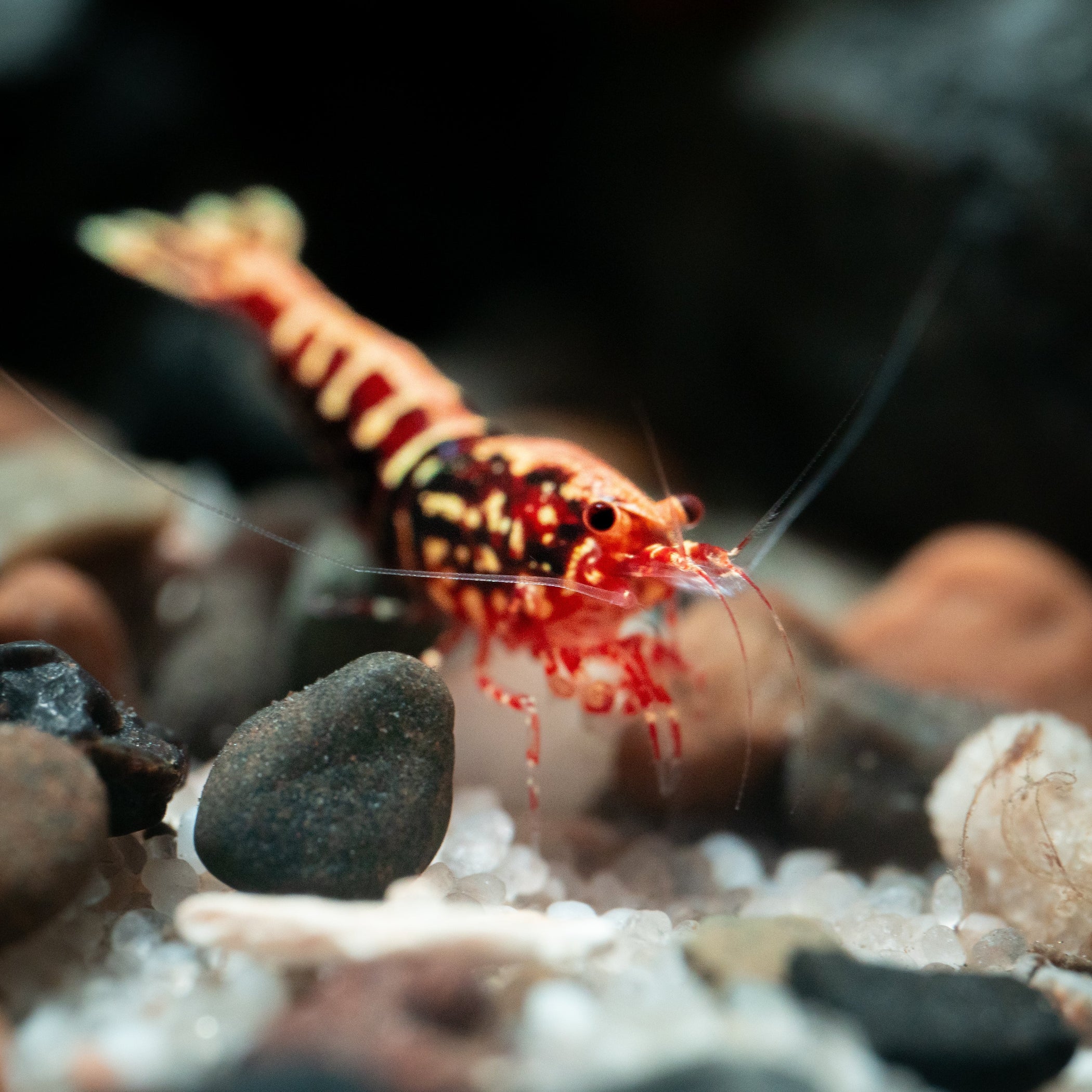Red Galaxy Pinto Shrimp - Buce Plant