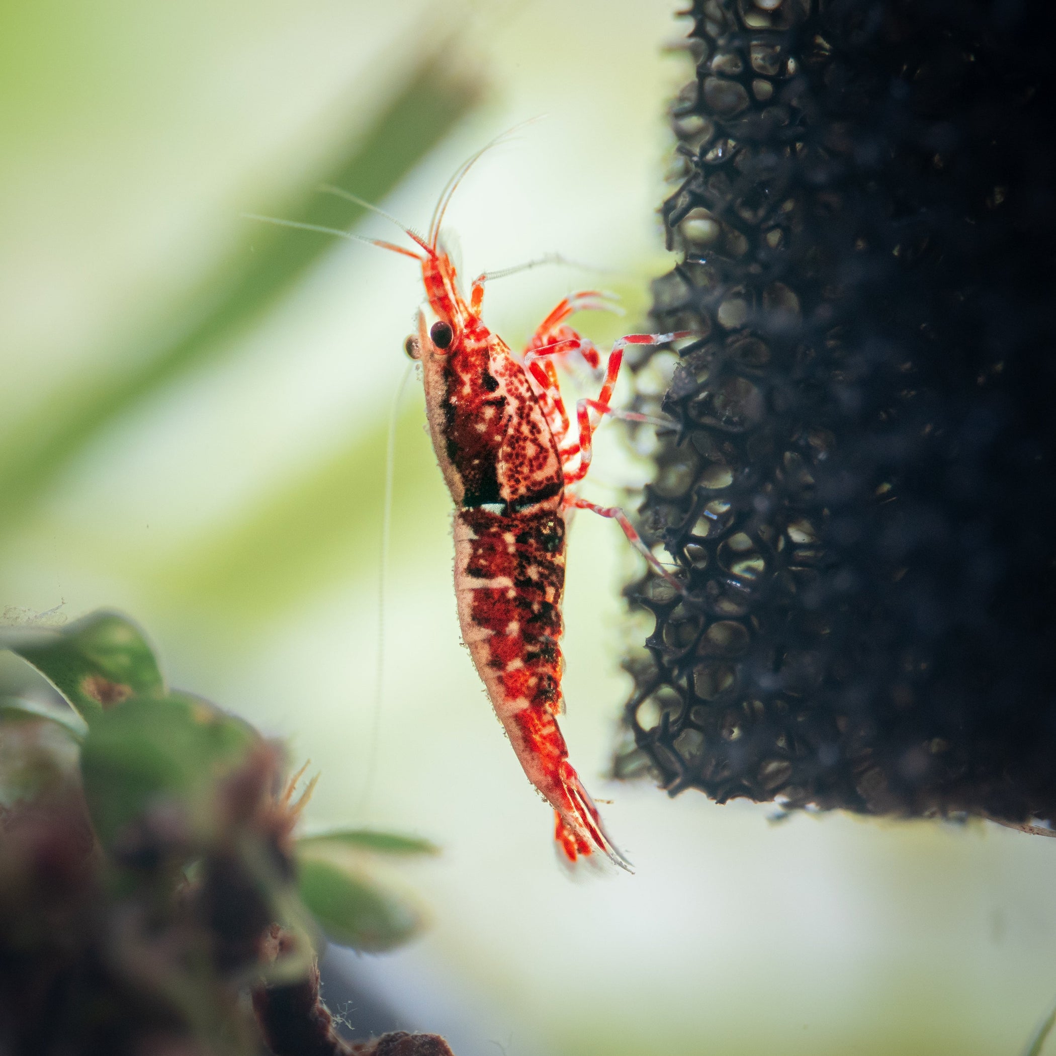 Red Galaxy Pinto Shrimp — Buce Plant