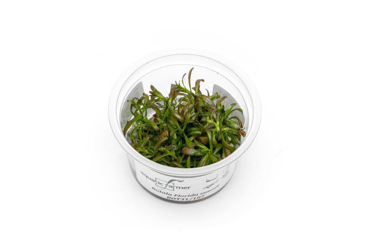 Rotala Florida Sunset - Buce Plant