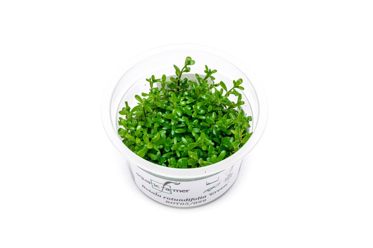 Rotala Green Aquatic Farmer Tissue Culture — Buce Plant