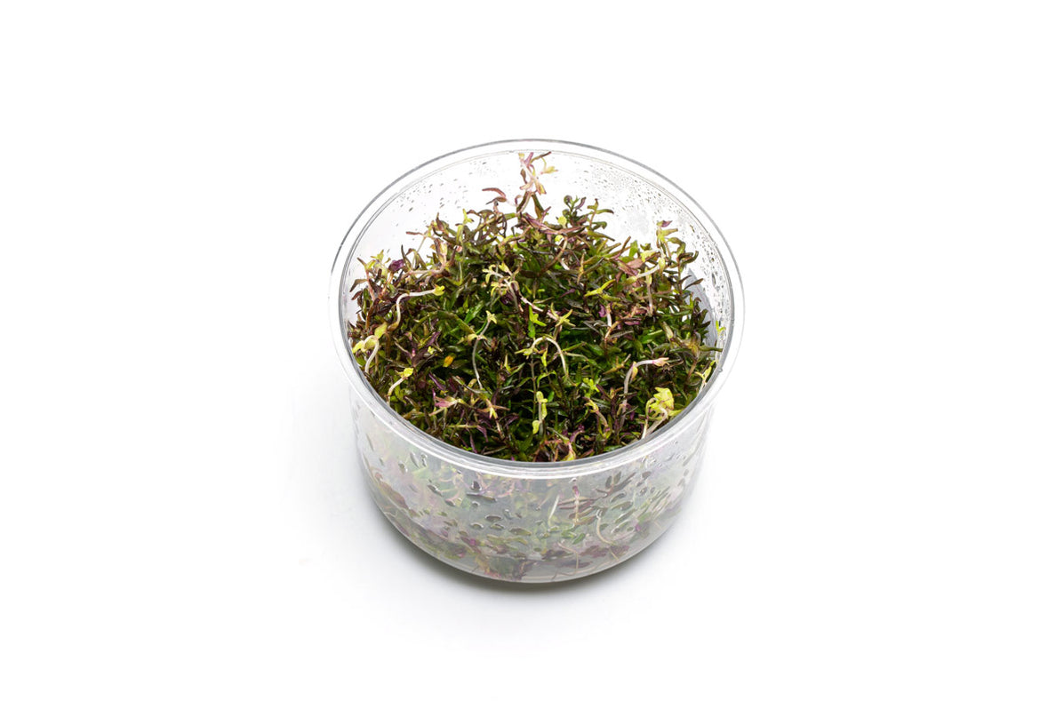Rotala Macrandra Mini Butterfly Tissue Culture Aquatic Plant — Buce Plant