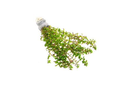 Rotala Sp. Pearl Live Aquarium Stem Plant — Buce Plant