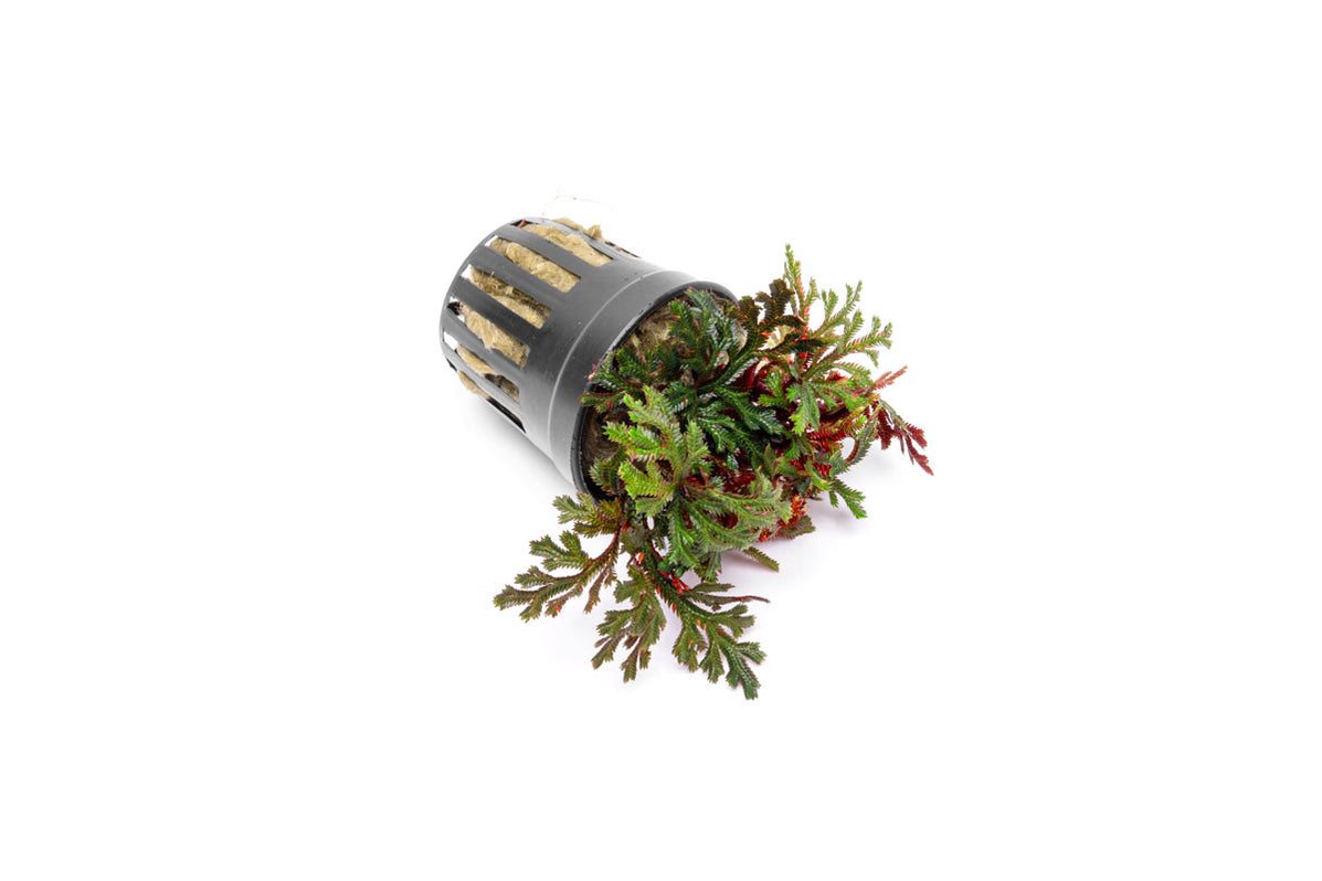 Selaginella Erythropus Ruby Red Club Moss — Buce Plant