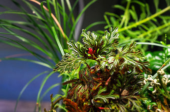 Selaginella Erythropus Ruby Red Club Moss — Buce Plant
