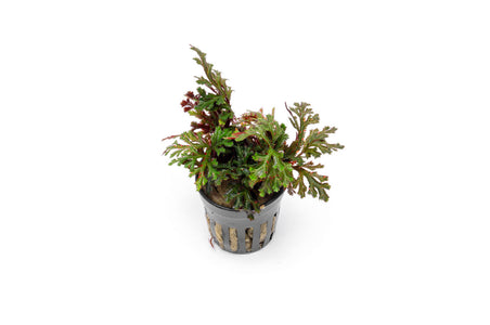 Selaginella Erythropus Ruby Red Club Moss — Buce Plant