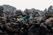 Shadow Black King Kong Mosura Shrimp - Buce Plant