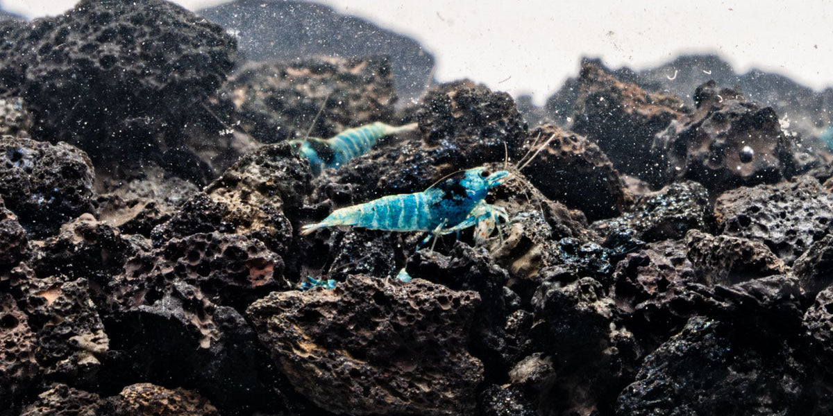Shadow Black King Kong Mosura Shrimp - Buce Plant