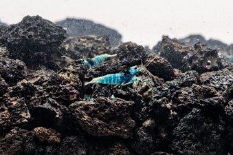 Shadow Black King Kong Mosura Shrimp - Buce Plant