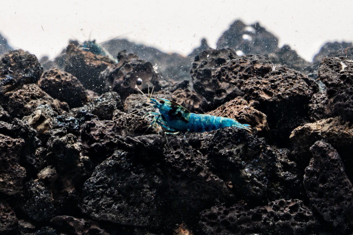 Shadow Black King Kong Mosura Shrimp - Buce Plant