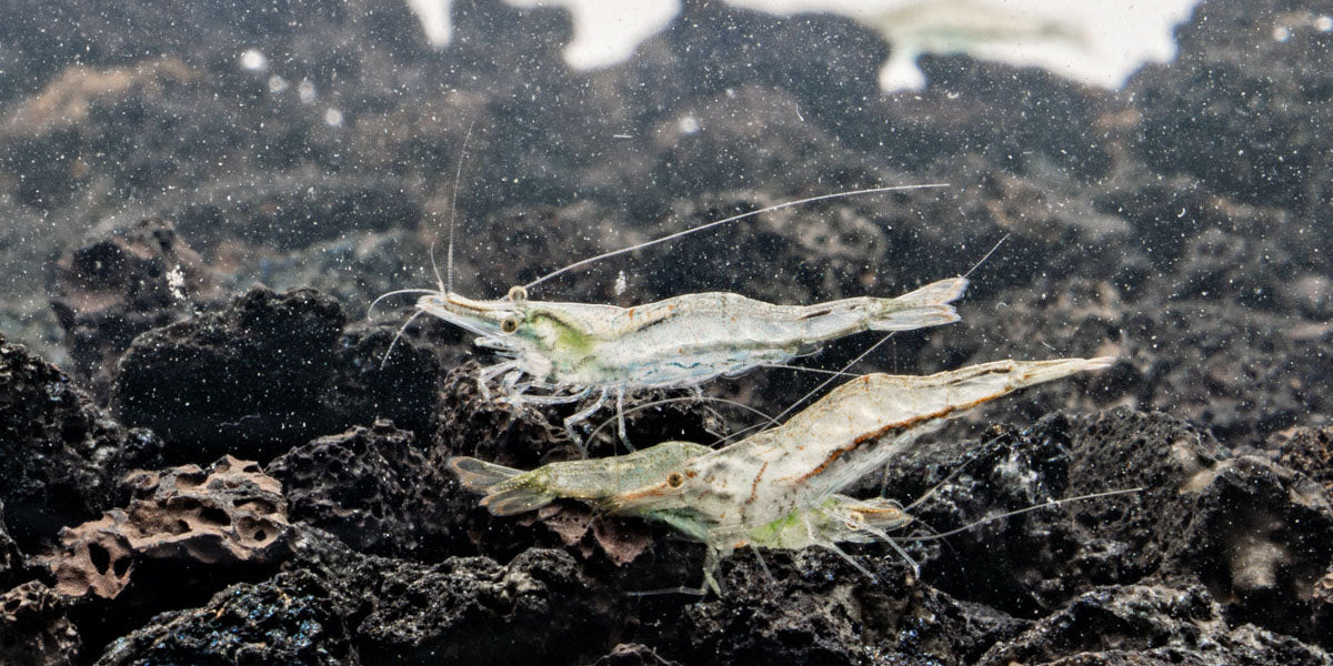 Short Nose Shrimp - Buce Plant