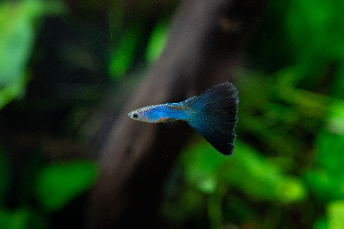 Singa Blue Tail Guppies — Buce Plant