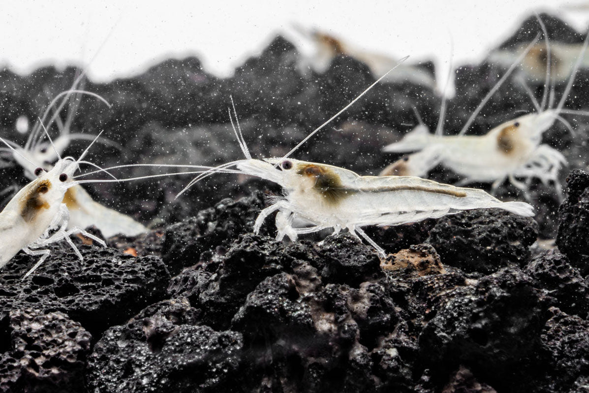 Snow Ball Shrimp - Buce Plant