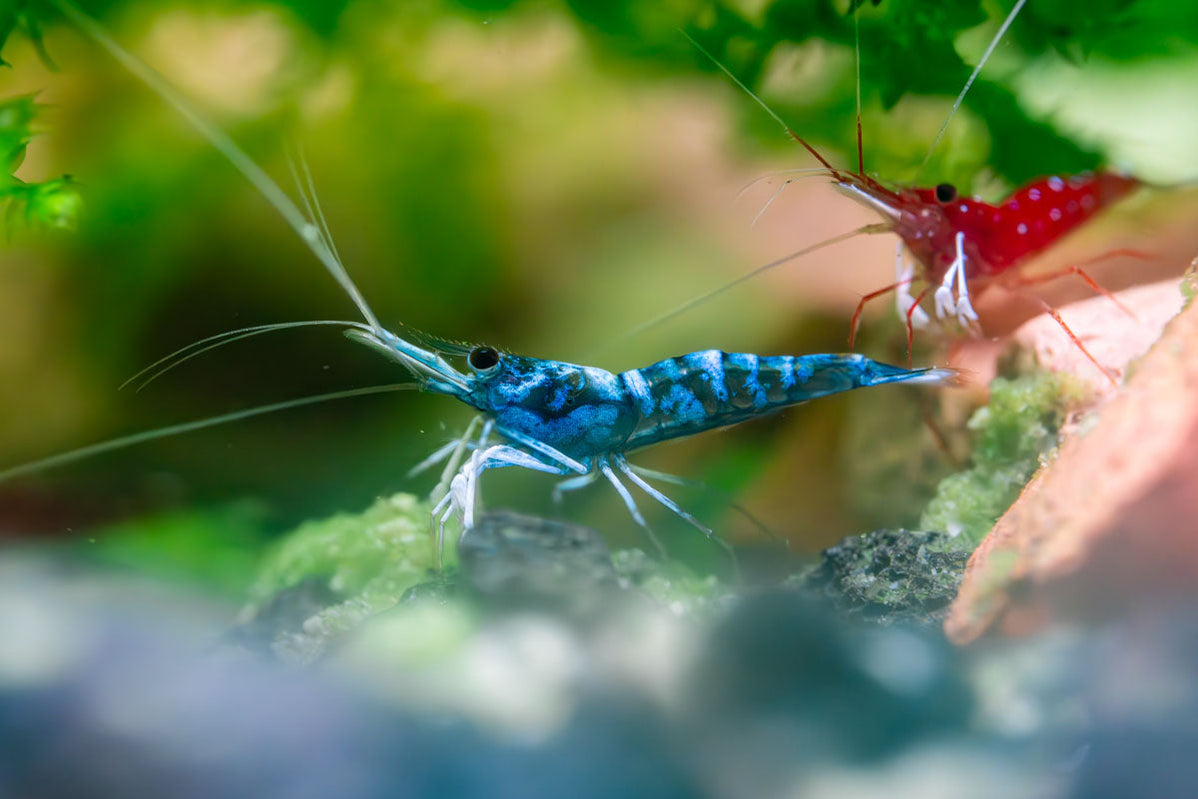 Quality Freshwater Shrimp Packs for Sale — Buce Plant