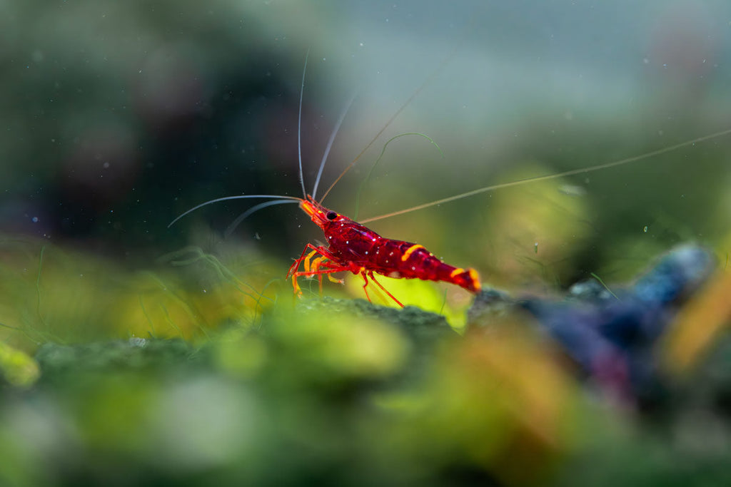 Caridina Shrimp — Buce Plant
