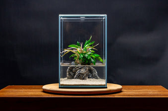 UNS 20TM - 3.2 Gallon Prism Rimless Tank — Buce Plant