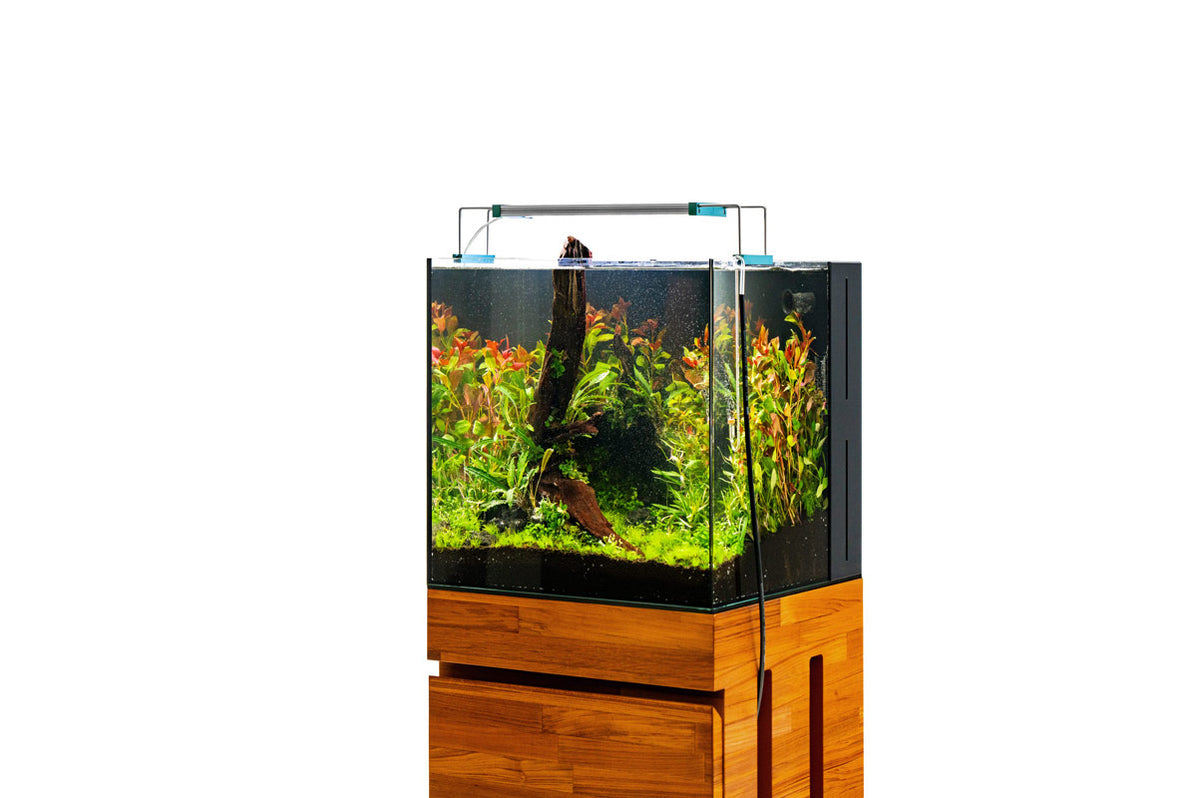 UNS 40A - 16 Gallon Dual AIO Rimless Aquarium — Buce Plant
