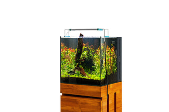 UNS 40A - 16 Gallon Dual AIO Rimless Aquarium — Buce Plant