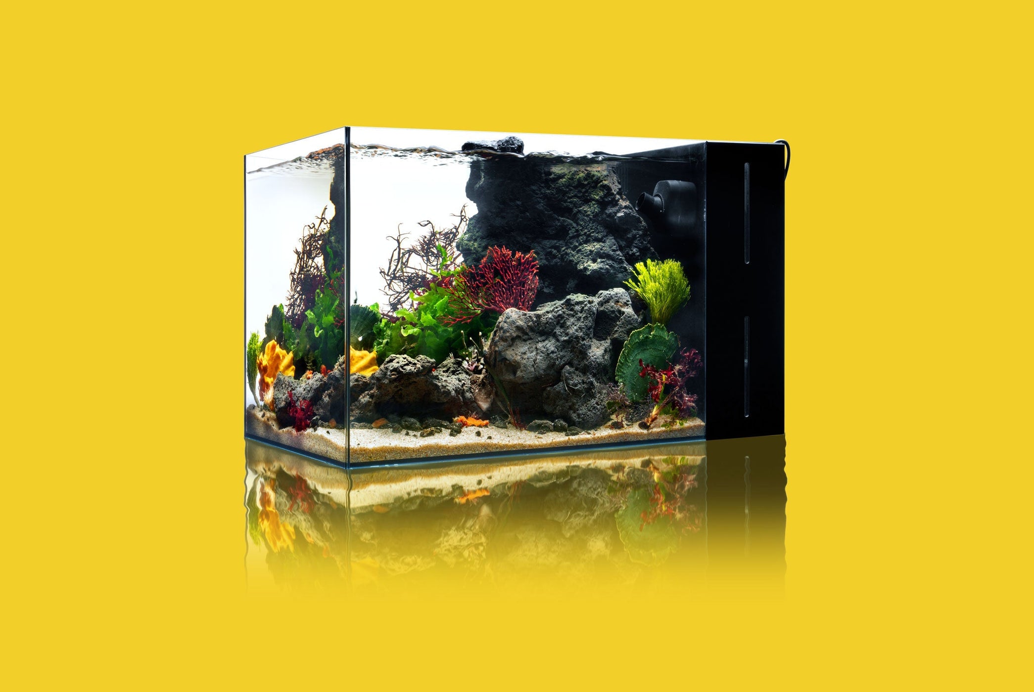 UNS 45A - 9 Gallon Dual AIO Rimless Aquarium — Buce Plant