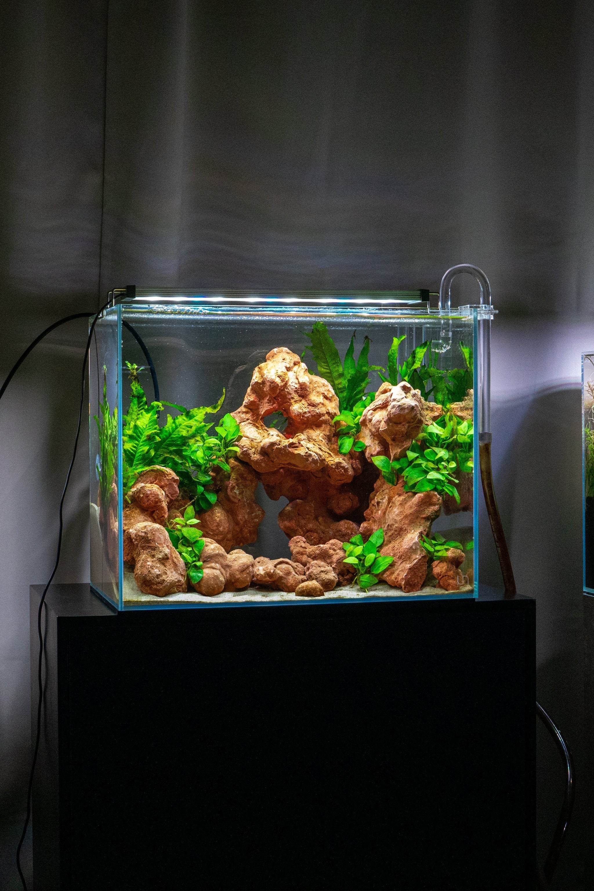 Rimless Glass Aquarium Tanks - Ultum Nature Systems — Buce Plant