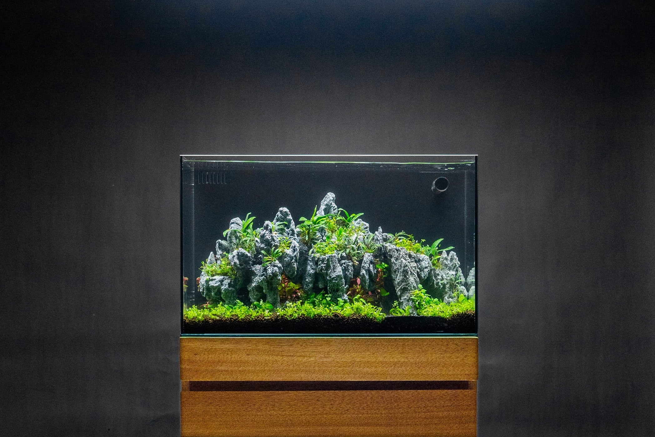 UNS 60A - 20 Gallon Dual AIO Rimless Aquarium — Buce Plant