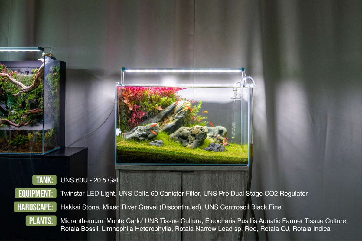 UNS 60U - 20.5 Gallon Ultra Clear Rimless Aquarium — Buce Plant