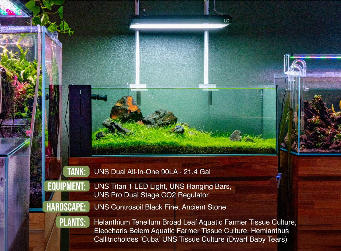 UNS 90LA - 21 Gallon Dual AIO Rimless Aquarium — Buce Plant