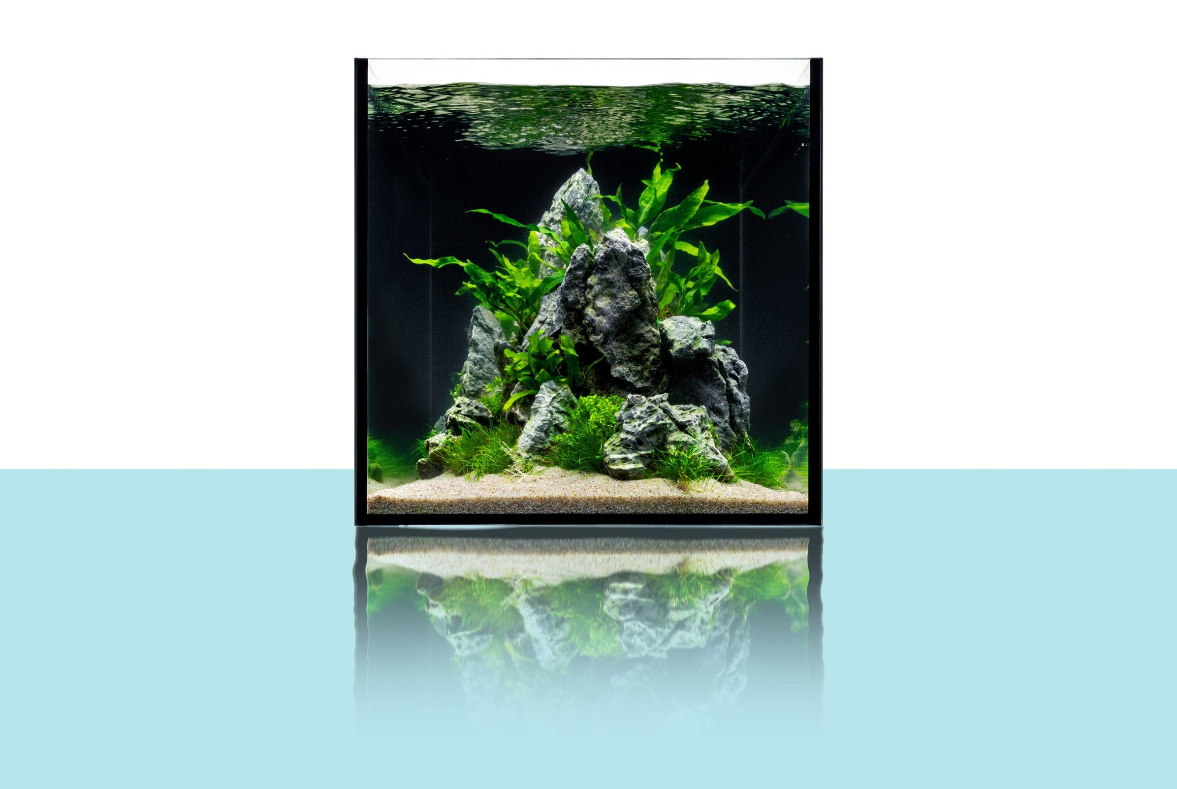 UNS 90LA - 21 Gallon Dual AIO Rimless Aquarium — Buce Plant
