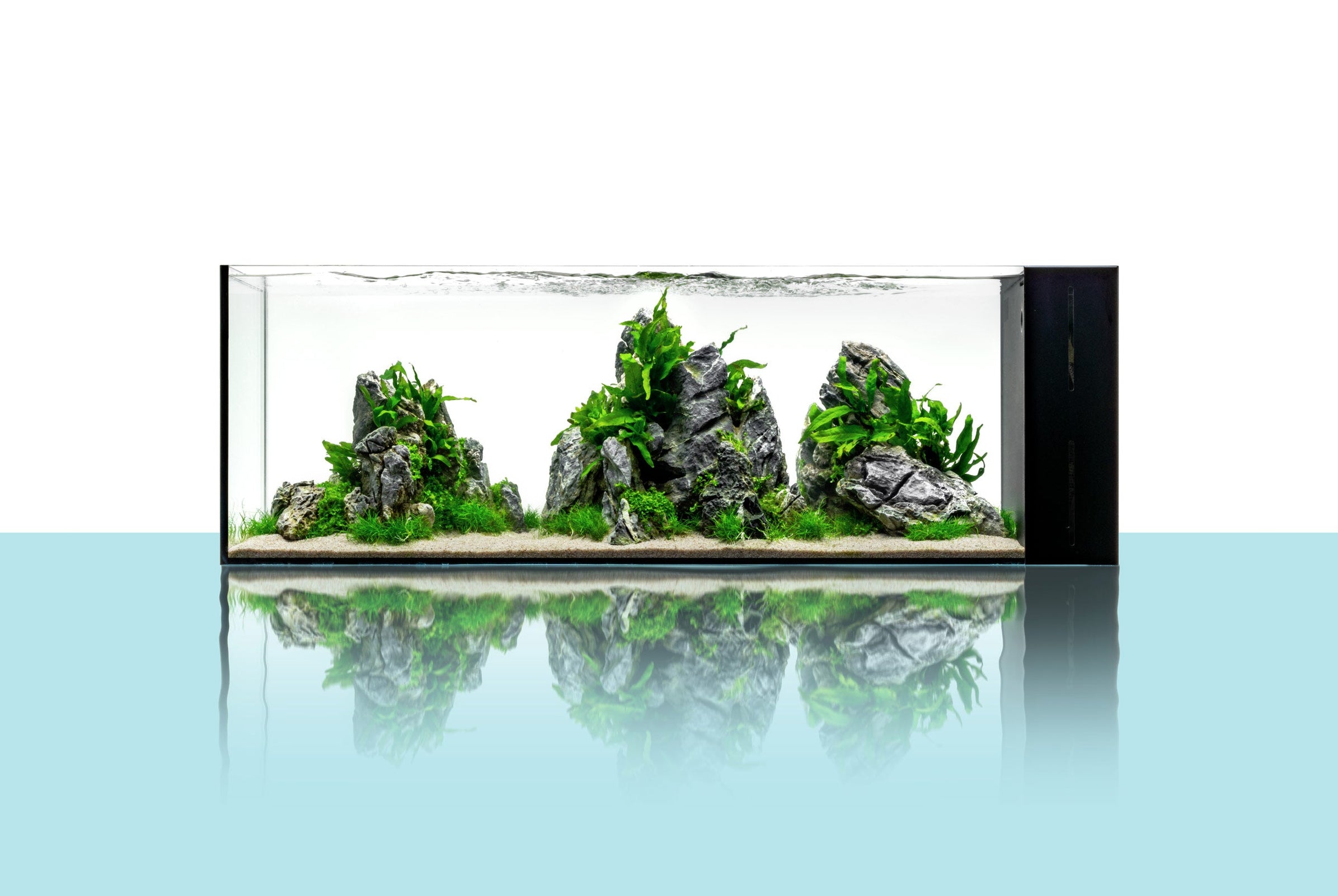 UNS 90LA - 21 Gallon Dual AIO Rimless Aquarium — Buce Plant