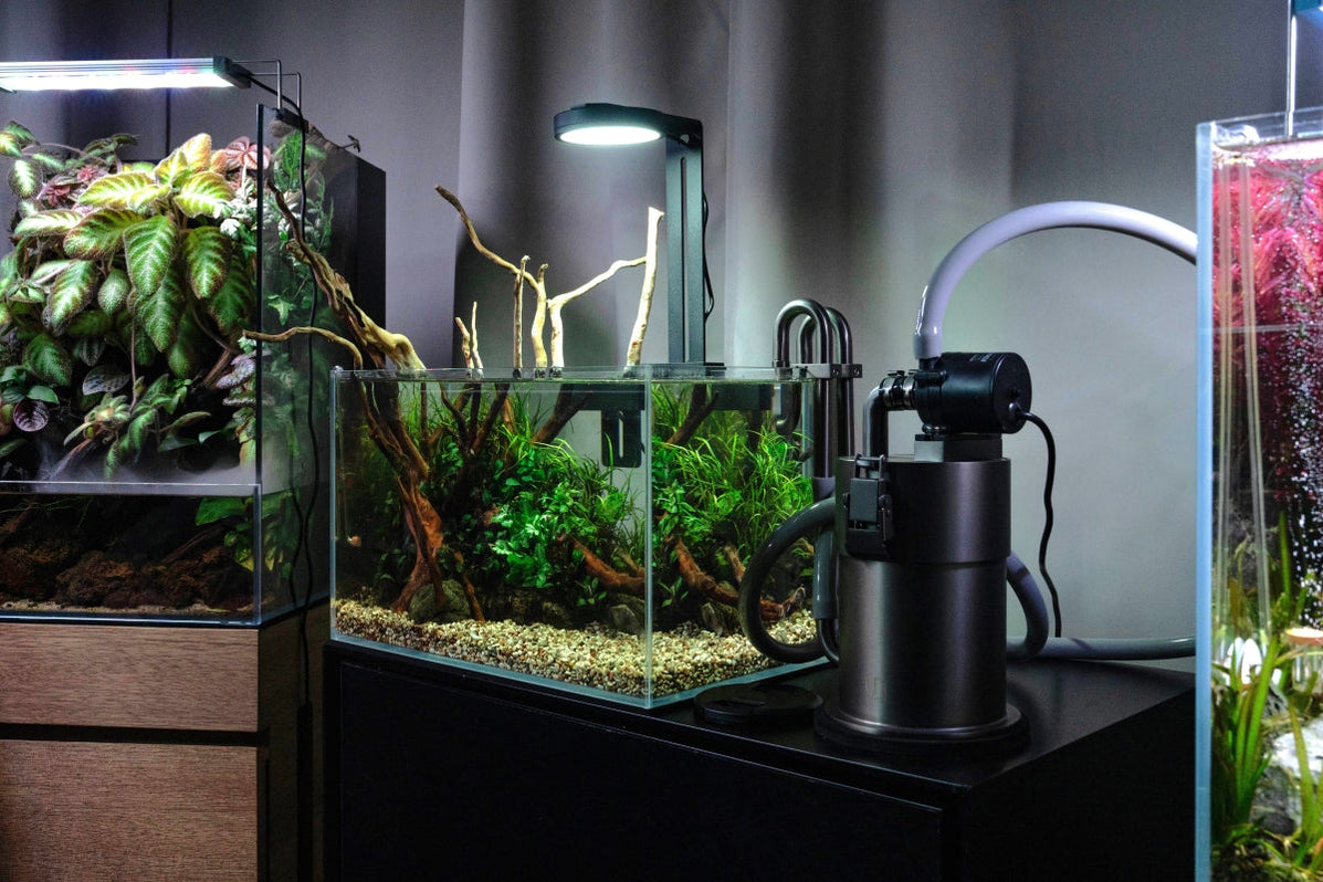 UNS Blitz Stainless Steel Filter - 32oz. — Buce Plant