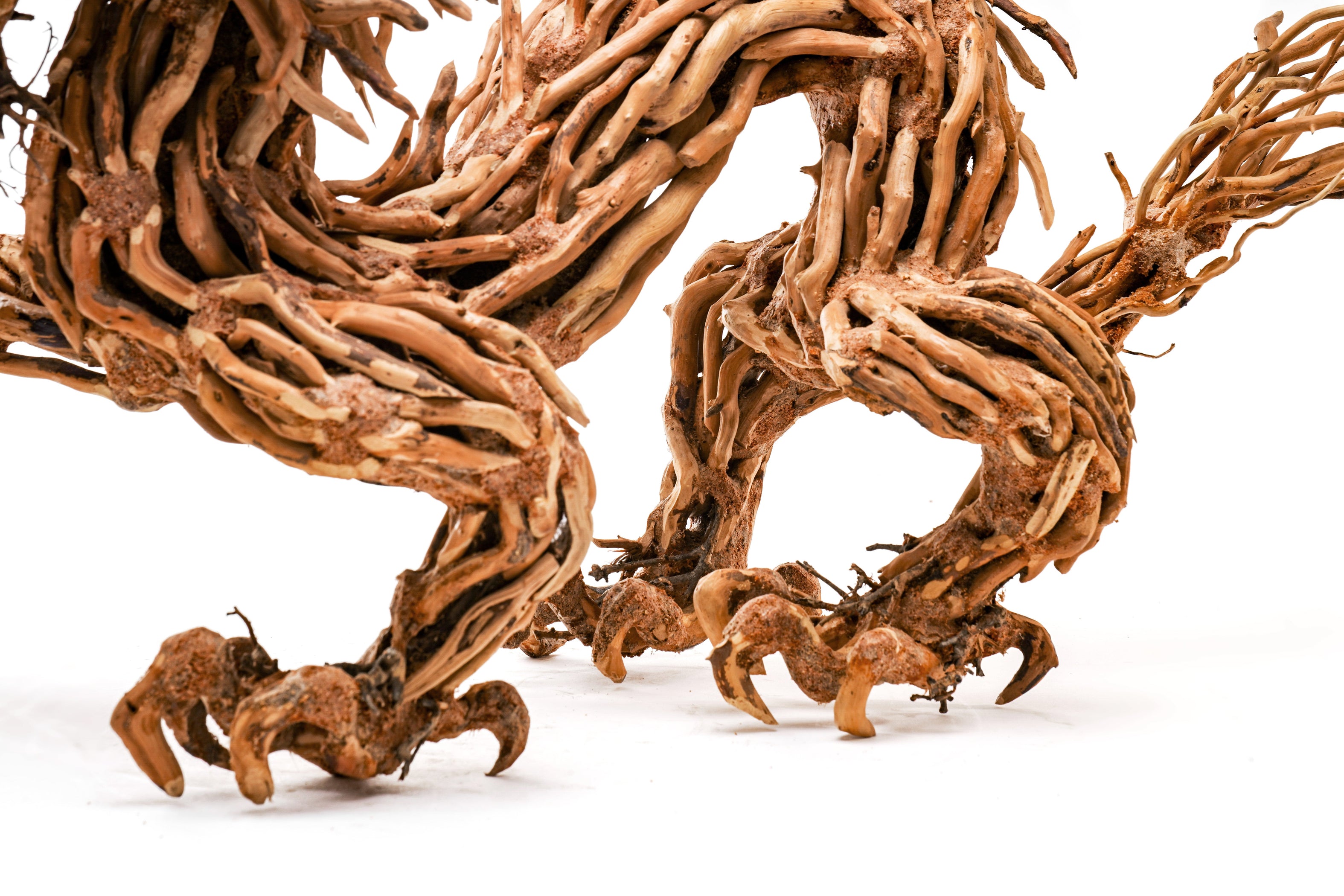 UNS Bonsai 010 — Buce Plant