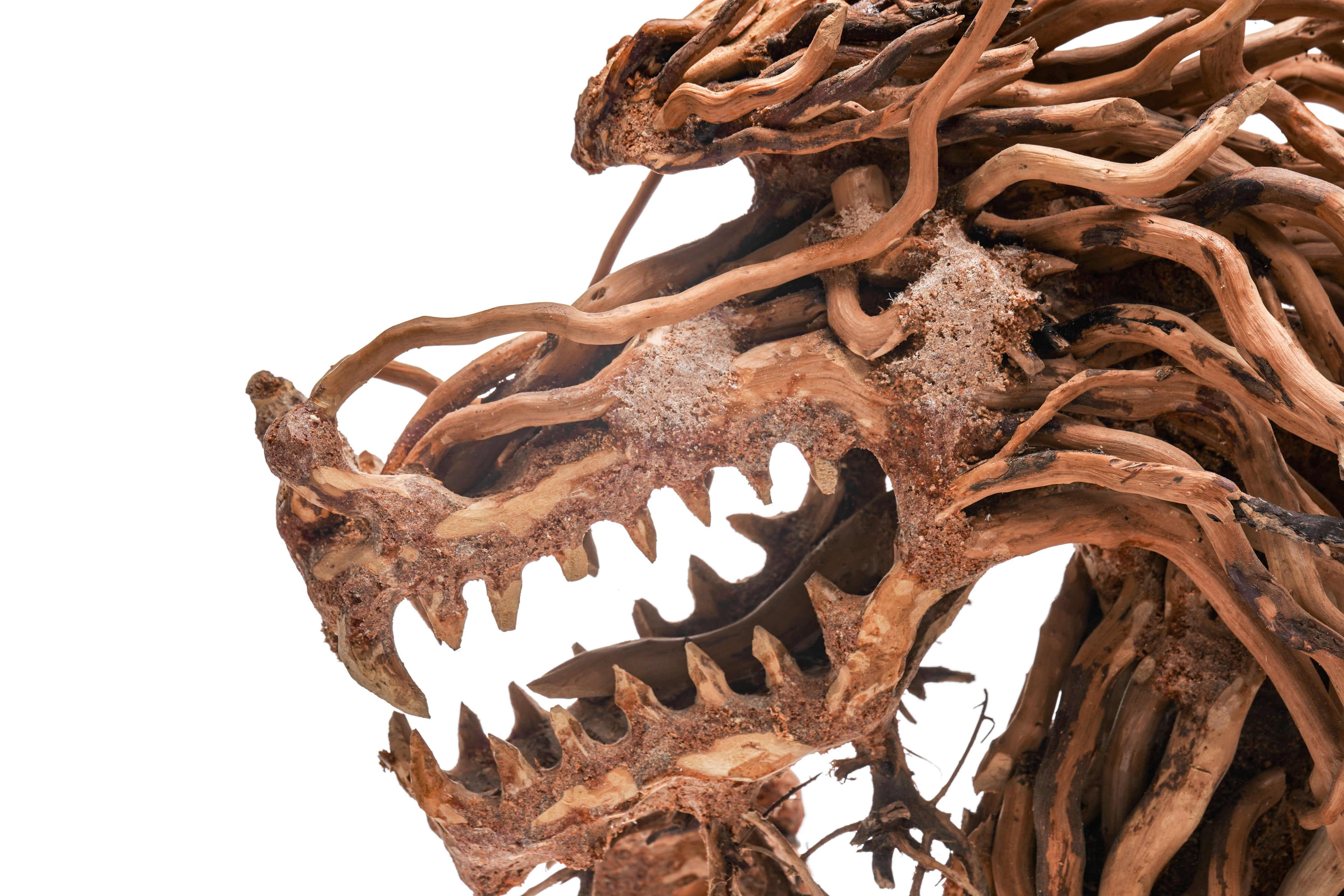 UNS Bonsai 010 — Buce Plant