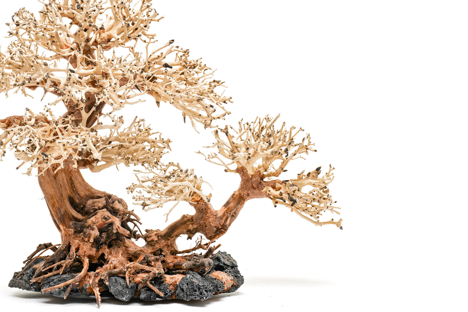 Bonsai Tree for Aquarium | Aquatic Bonsai Tree | Buce Plant