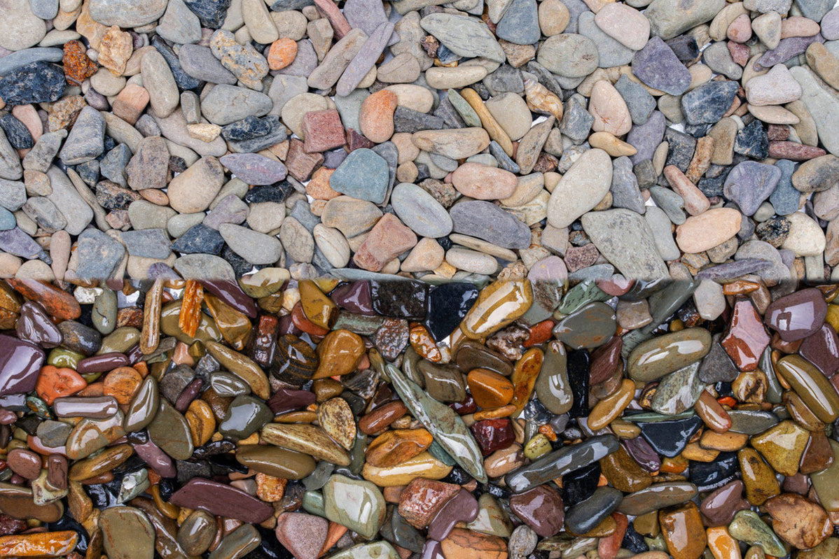 Controsand — Buce Plant