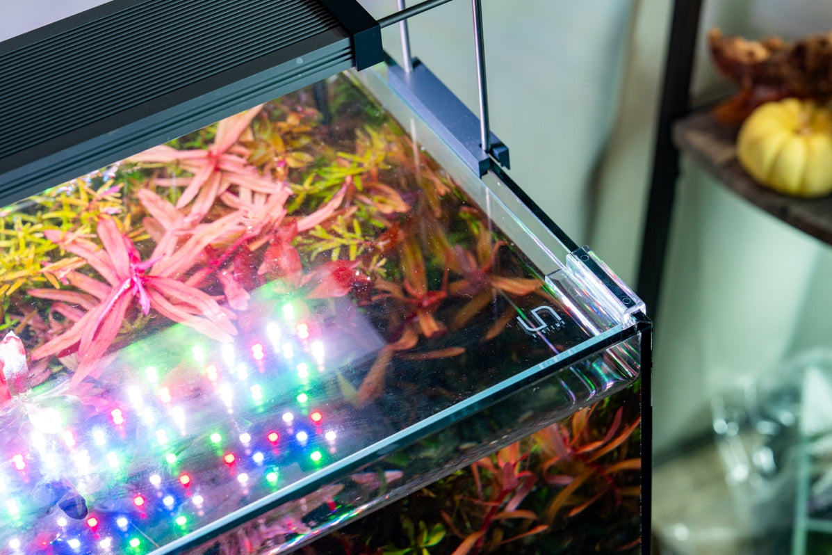 UNS Dual AIO Rimless Tank Glass Lids — Buce Plant