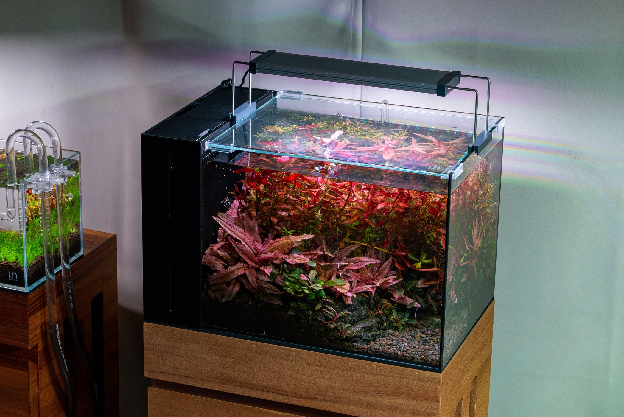 UNS Dual AIO Rimless Tank Glass Lids - Buce Plant