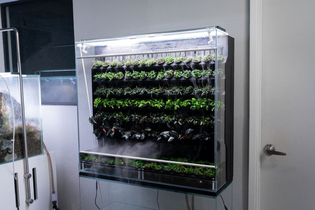 BucePlant.com - Aquascaping and Aquarium Plants Super Store — Buce Plant