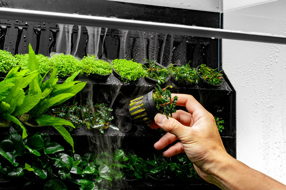 UNS Foresta Plant Holding System - 174 — Buce Plant