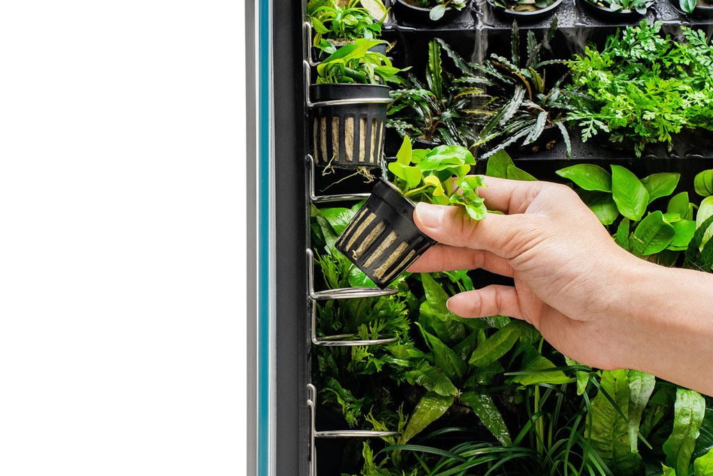 UNS Foresta — Buce Plant