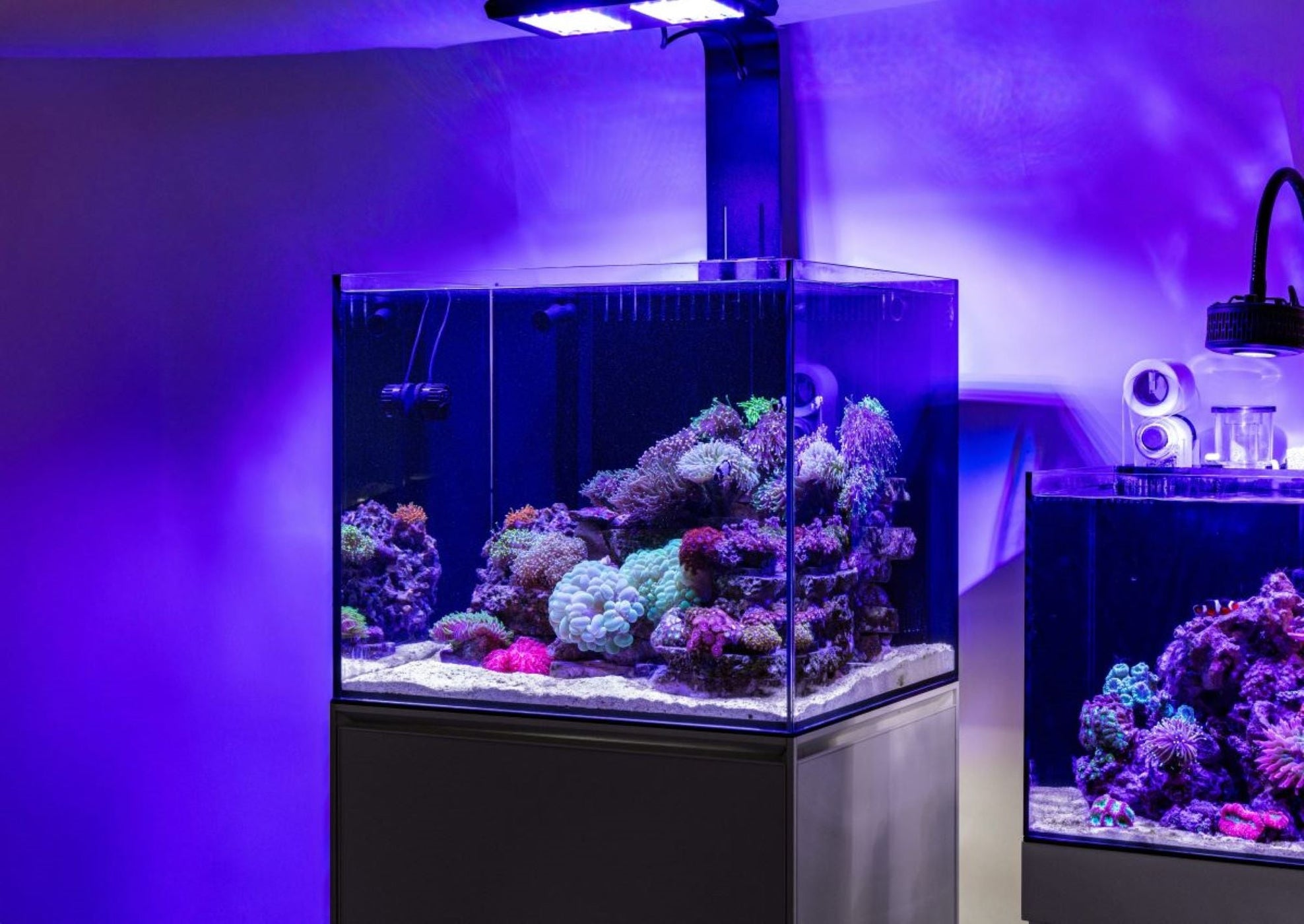 UNS Reef System - R60 — Buce Plant