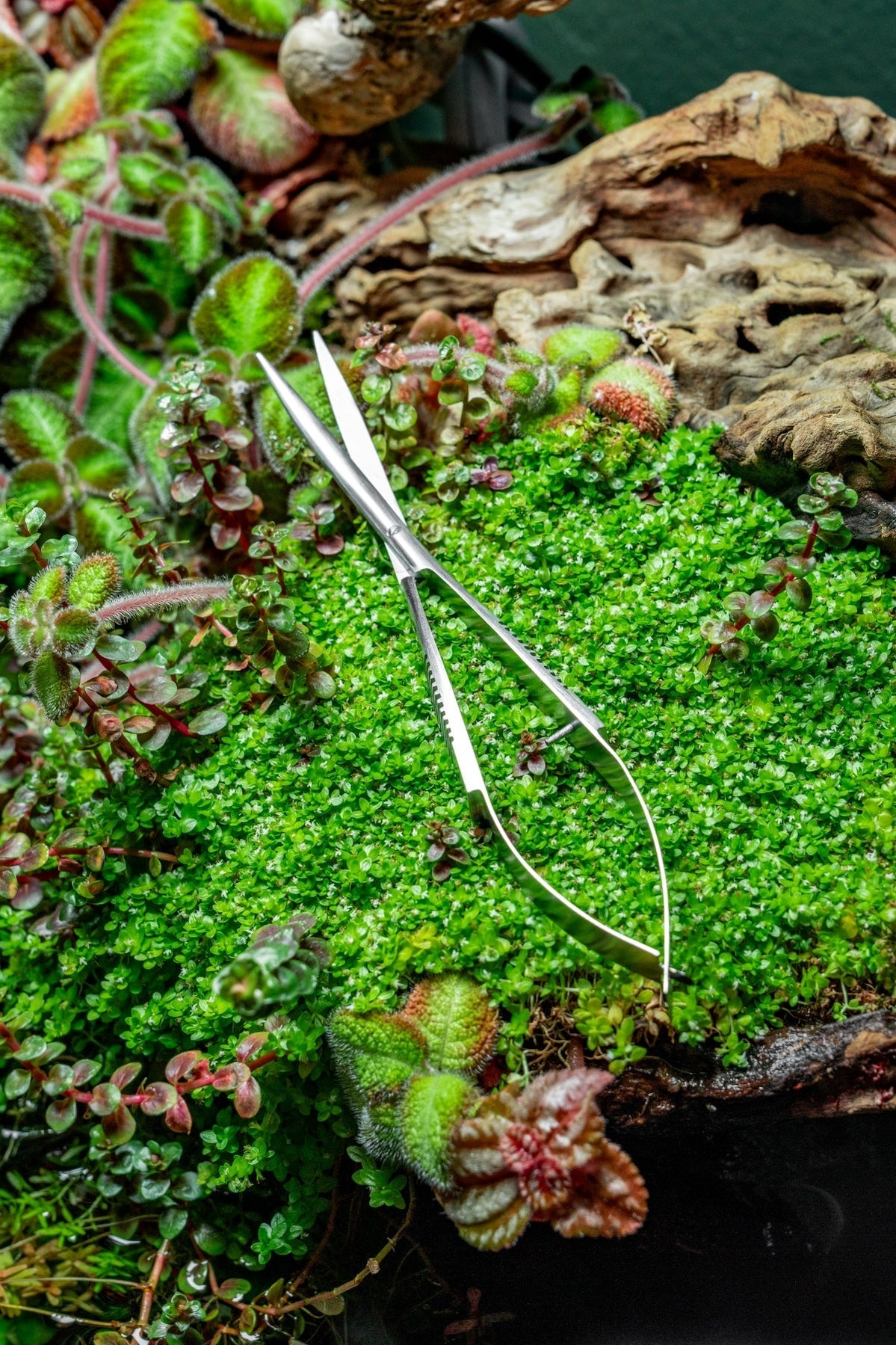 UNS Stainless Steel Spring Scissors — Buce Plant