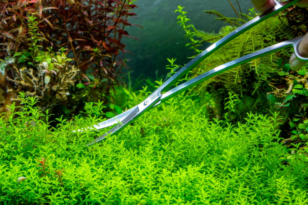 Aquascaping Tools — Buce Plant