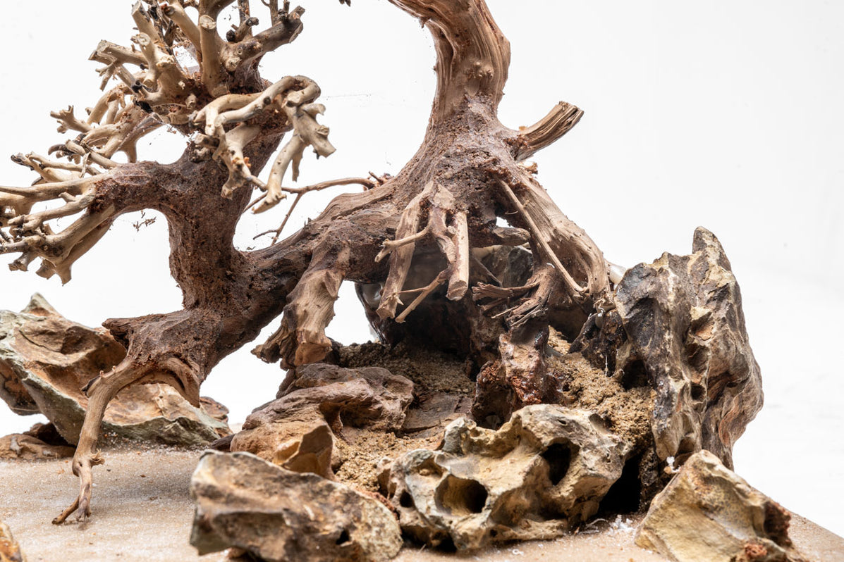 UNS Strata Pro Type 1 — Buce Plant