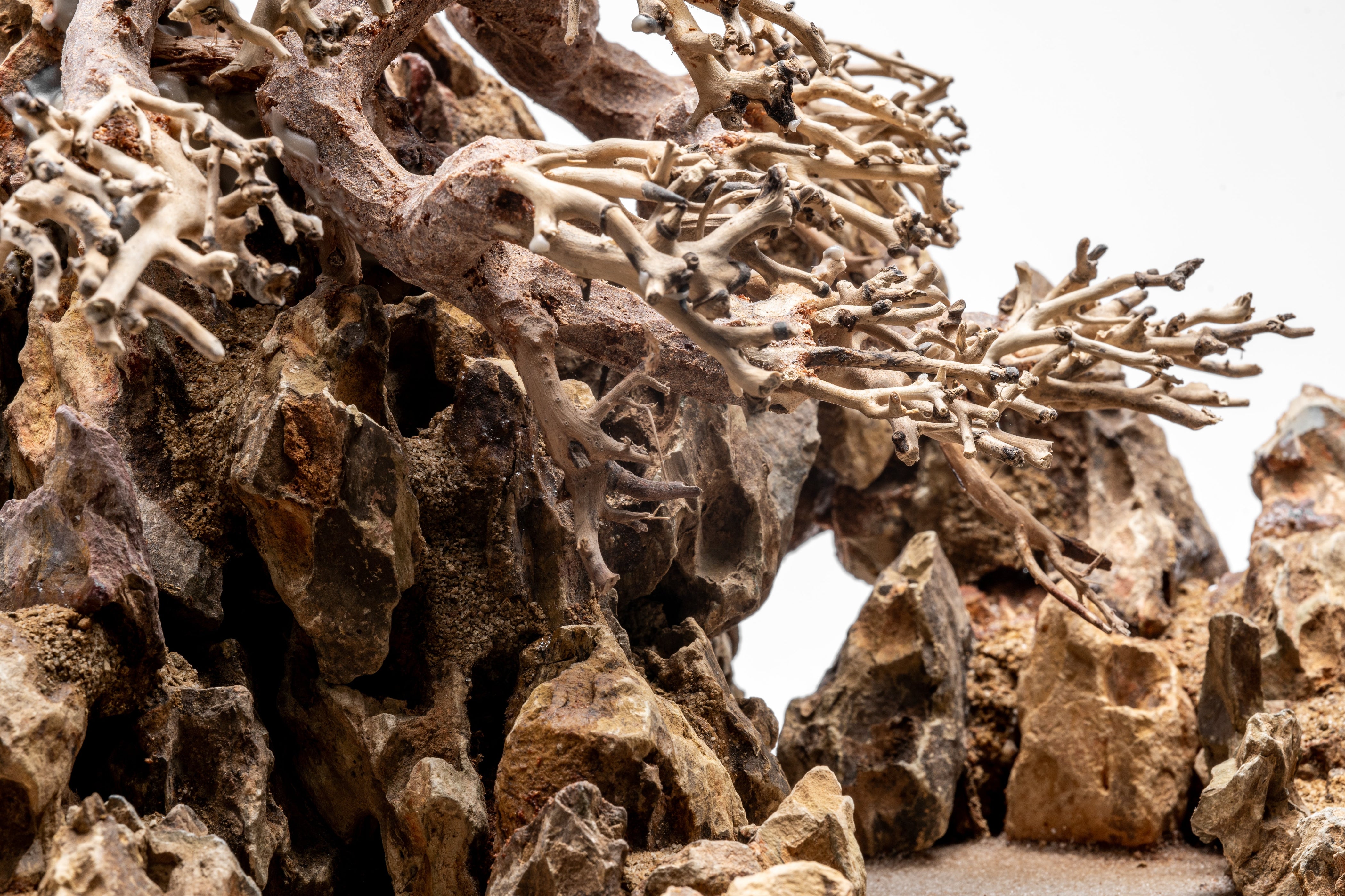 UNS Strata Pro Type 17 — Buce Plant