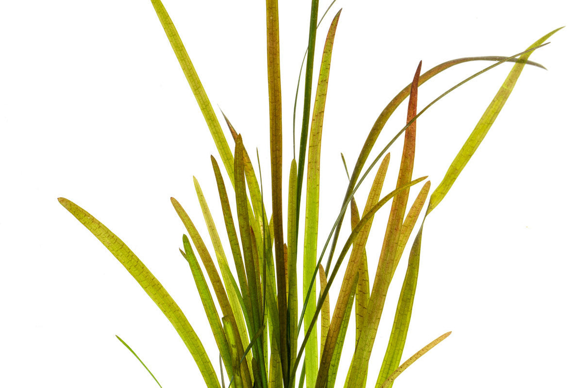 Vallisneria Spiralis Leopard — Buce Plant