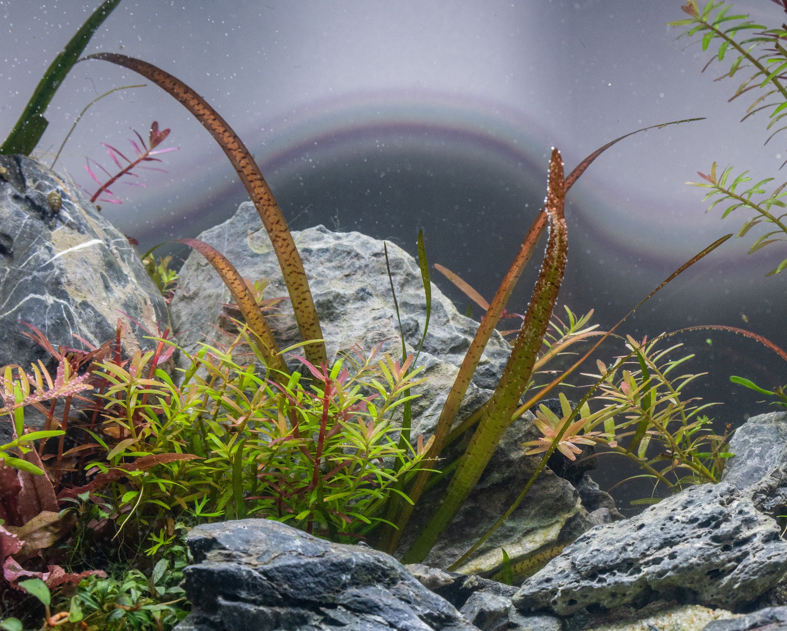 Vallisneria Spiralis Leopard — Buce Plant