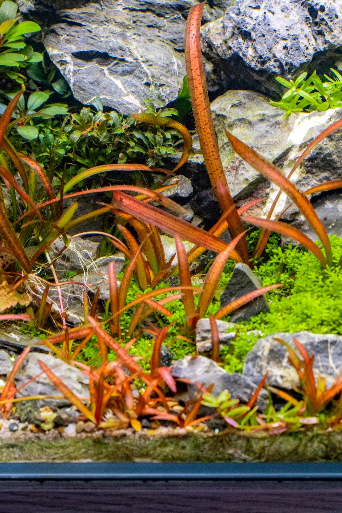 Vallisneria Spiralis Leopard — Buce Plant